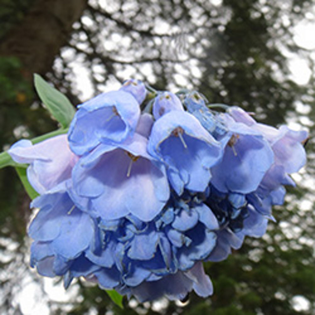 Vail Mountain Beautiful Flowers Flower Guide | Vail Ski Resort