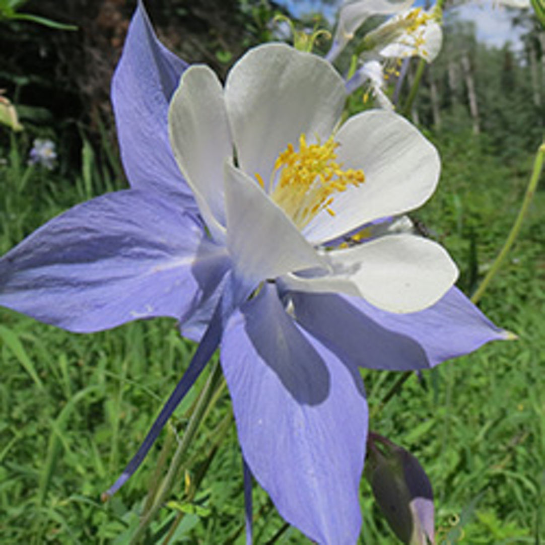 Vail Mountain Beautiful Flowers Flower Guide | Vail Ski Resort