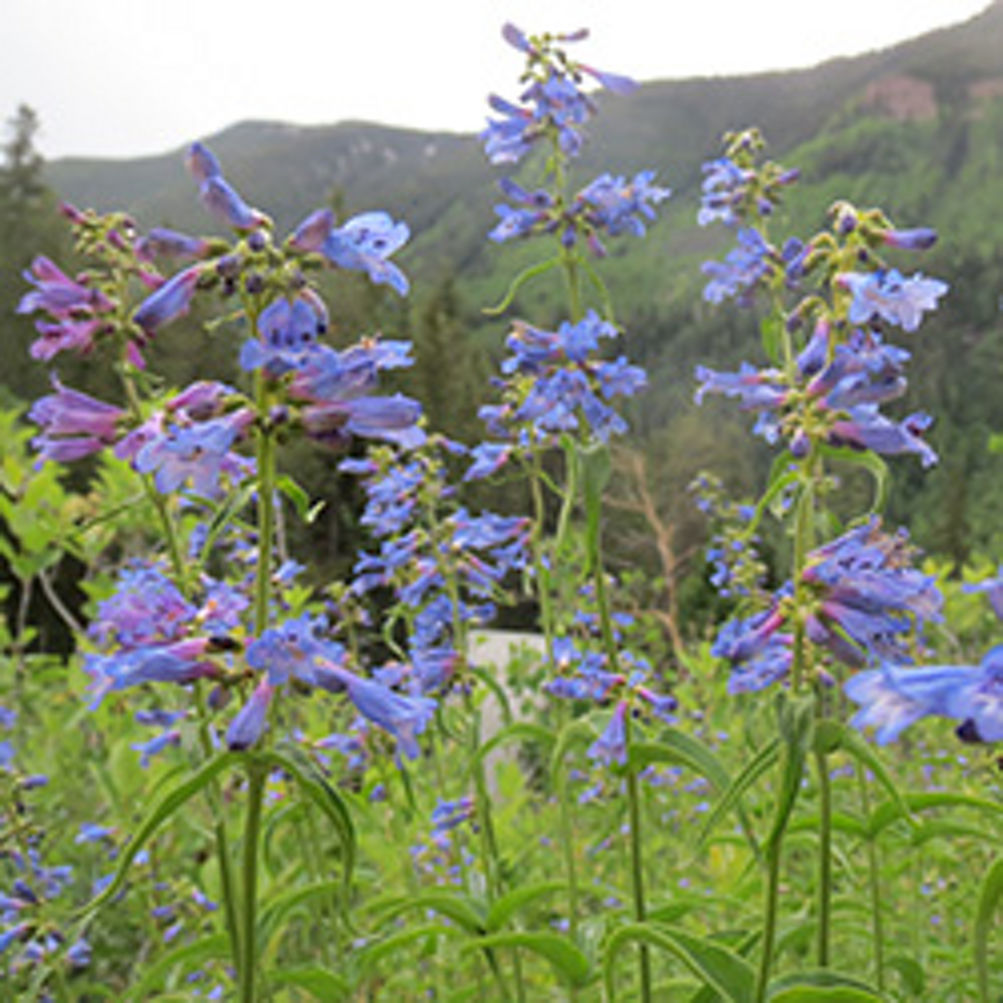 Vail Mountain Beautiful Flowers Flower Guide | Vail Ski Resort